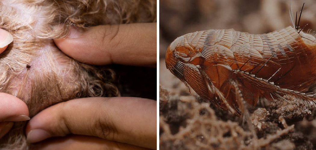 How to Get Fleas Out of Human Hair | 10 Easy Methods (2026)